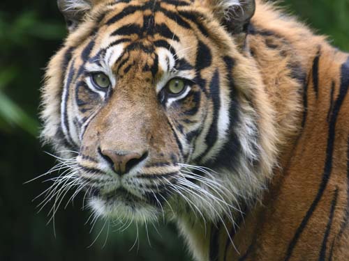 Les Dons Les Amis de Momo Le Singe